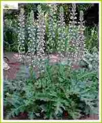 Akant - Rośliny ogrodowe - Największy wybór roślin wieloletnich i ...