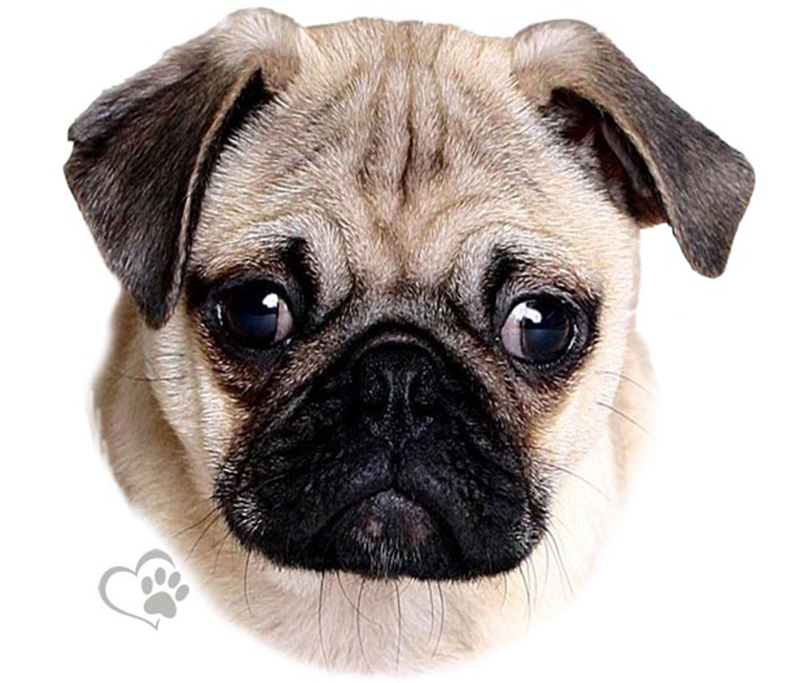 NAKLEJKA NALEPKA PIES PIESEK RASOWY MOPS UV 9792291545209 za 35.20PLN z ...