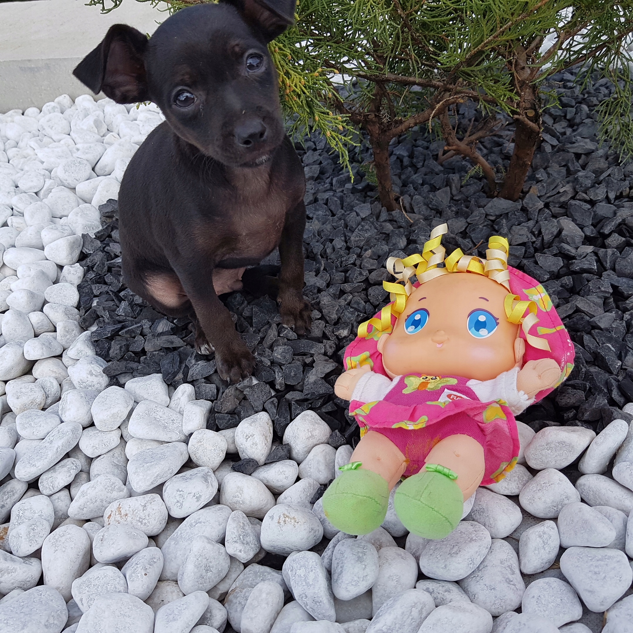 Pinczer Miniaturowy, ratlerek - 7584170510 - oficjalne archiwum allegro