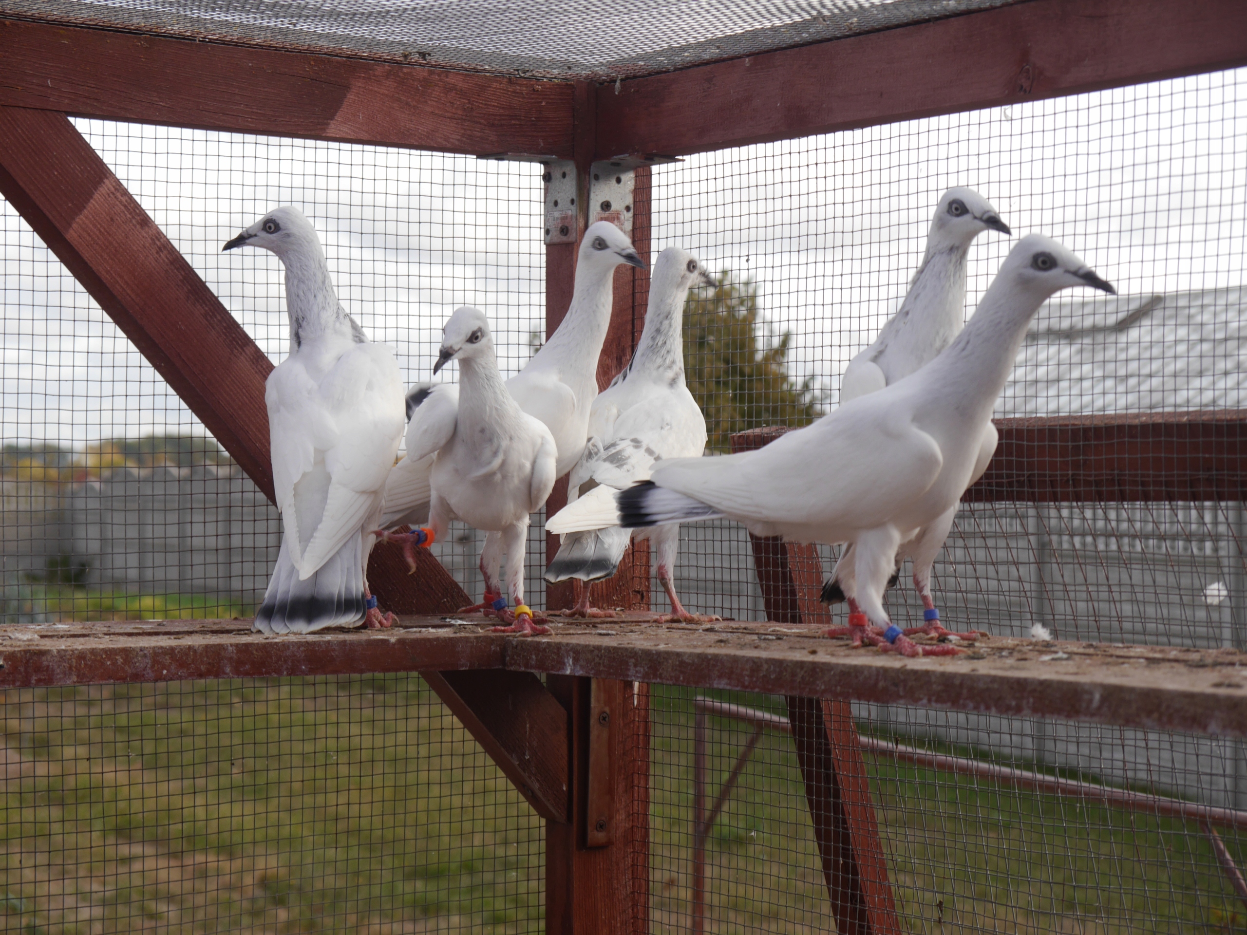 Gołębie ozdobne srebrniak - 7660035506 - oficjalne archiwum allegro