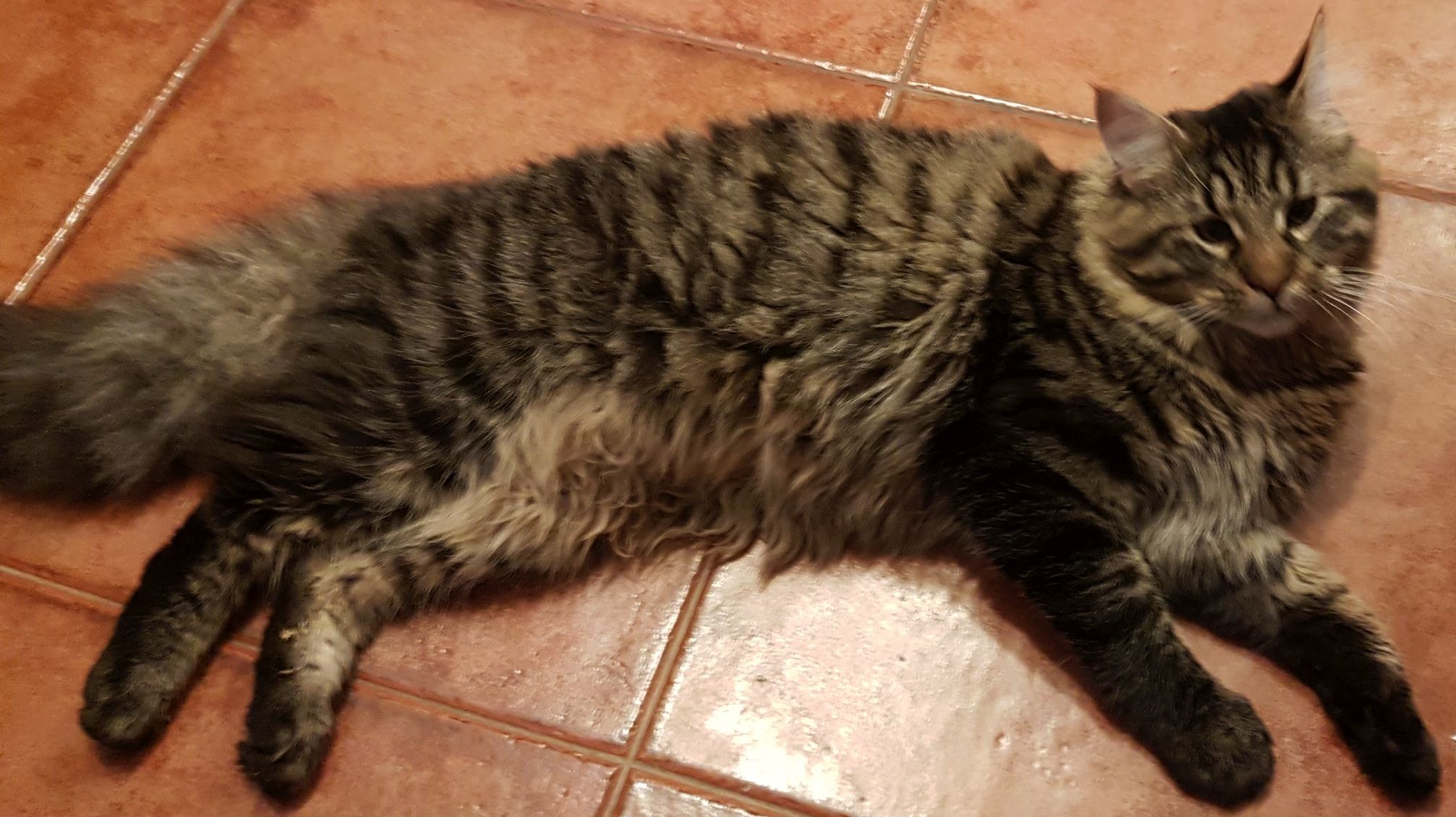 KOT RASY MAINE COON (Majkun) Z RODOWODEM - 7251013637 - oficjalne ...