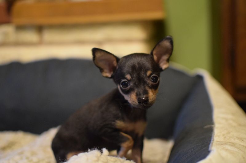 Pinczer miniaturowy ratlerek śliczne szczeniaczki - 7245866876 ...