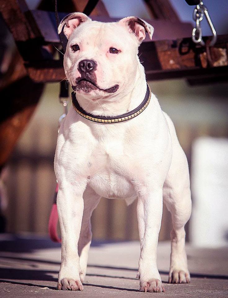 Staffordshire Bull Terrier Staffik Staff ZKwP FCI - 7082715004 ...