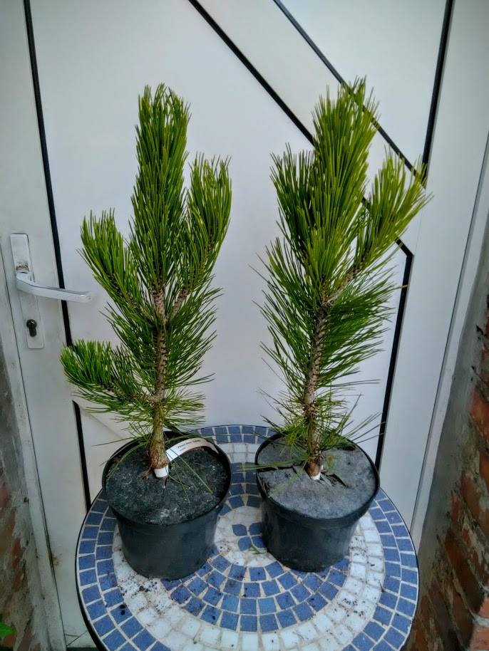 Pinus leucodermis 'Satelit' - Sosna bośniacka - 7141554636 - oficjalne ...
