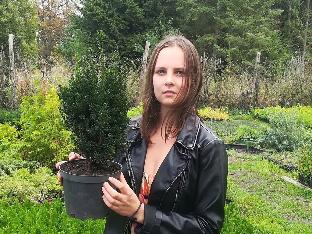 Cis hiksi 35-40cm - 7560805638 - oficjalne archiwum Allegro